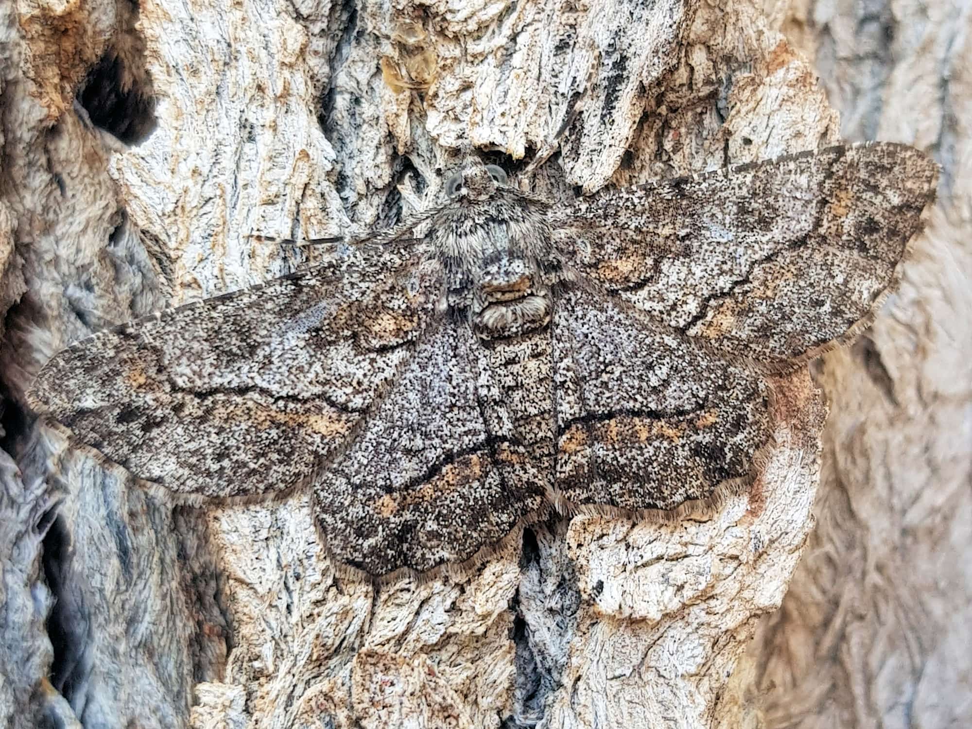 Cleora (Geometer Moth) – Ausemade