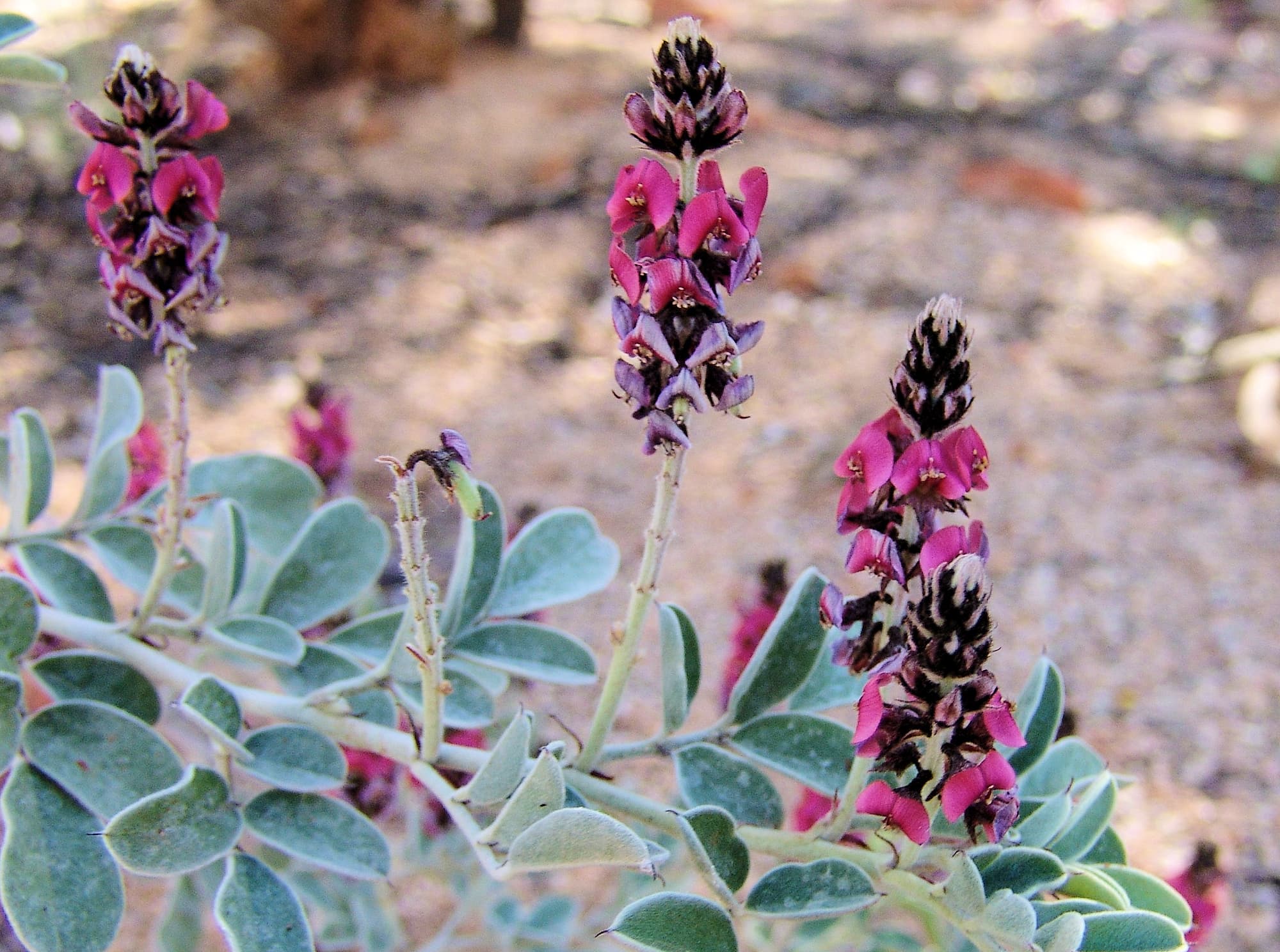 Georges Indigo – Ausemade