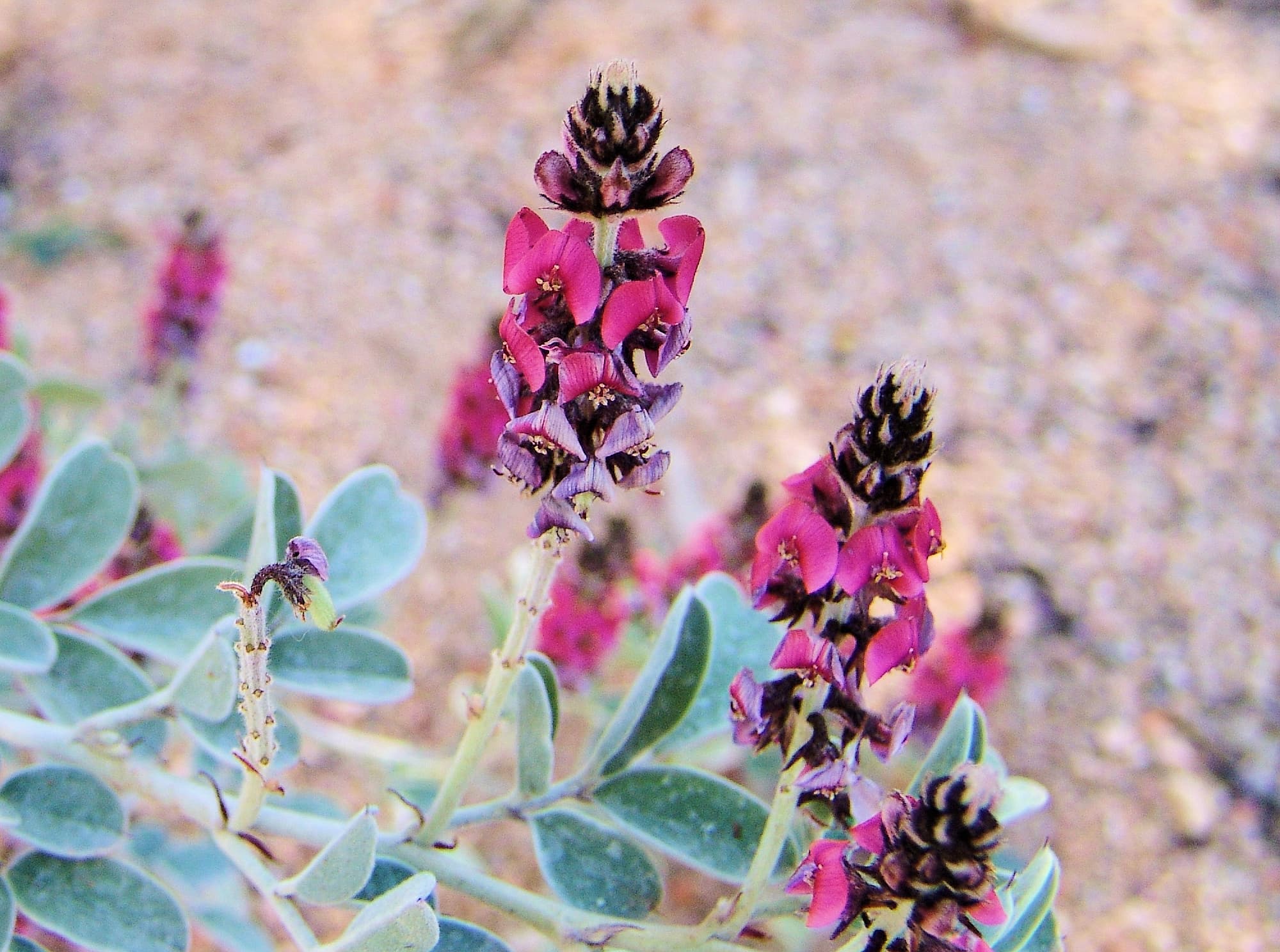 Georges Indigo – Ausemade