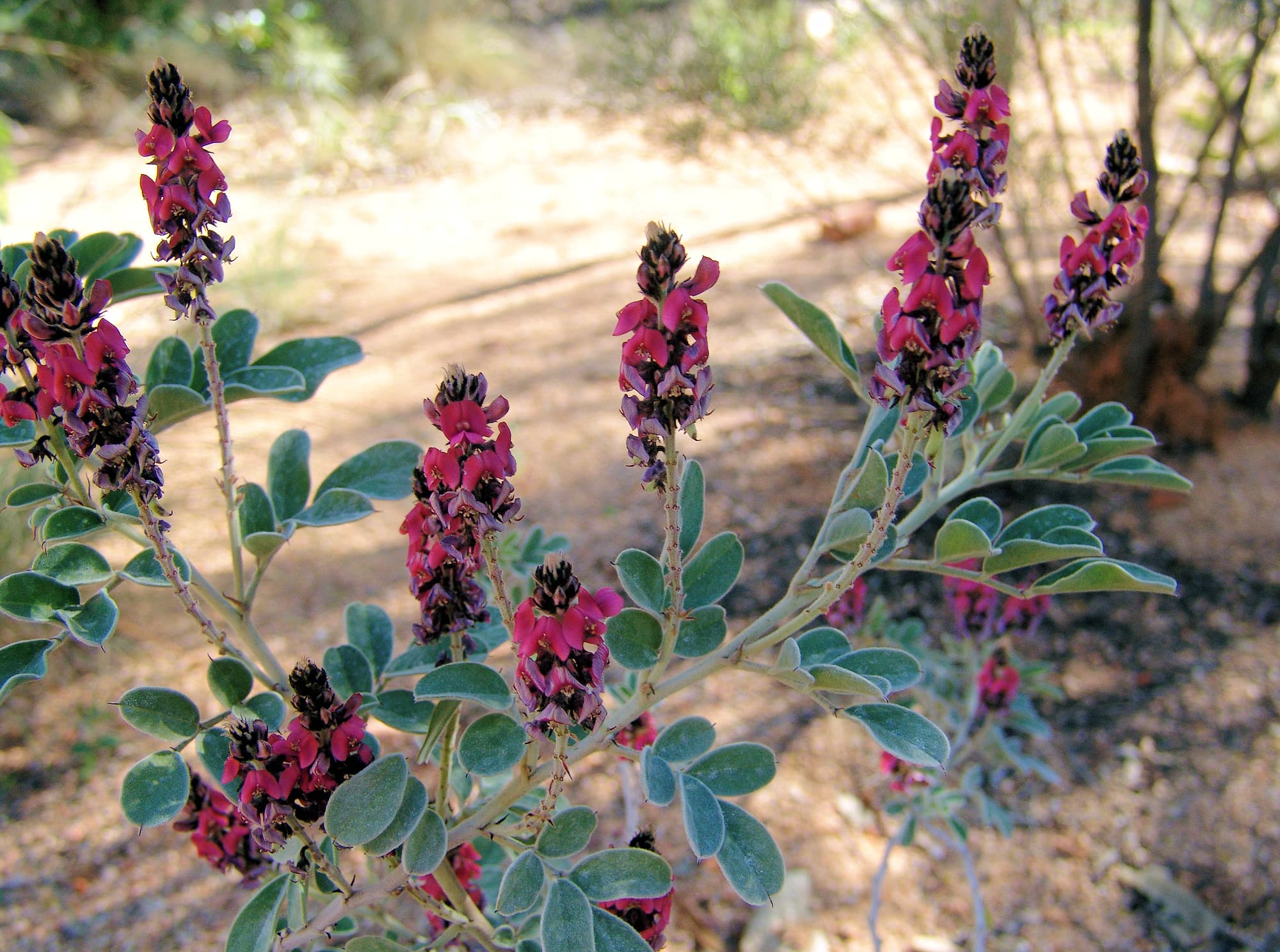 Georges Indigo – Ausemade