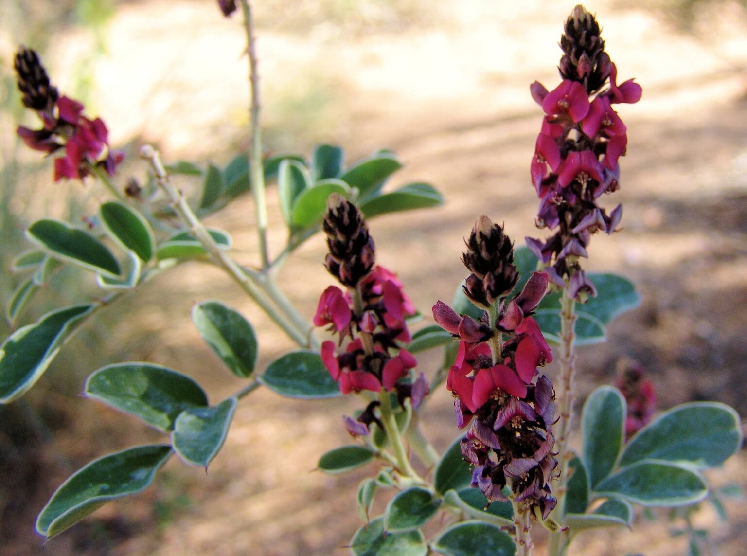 Georges Indigo – Ausemade