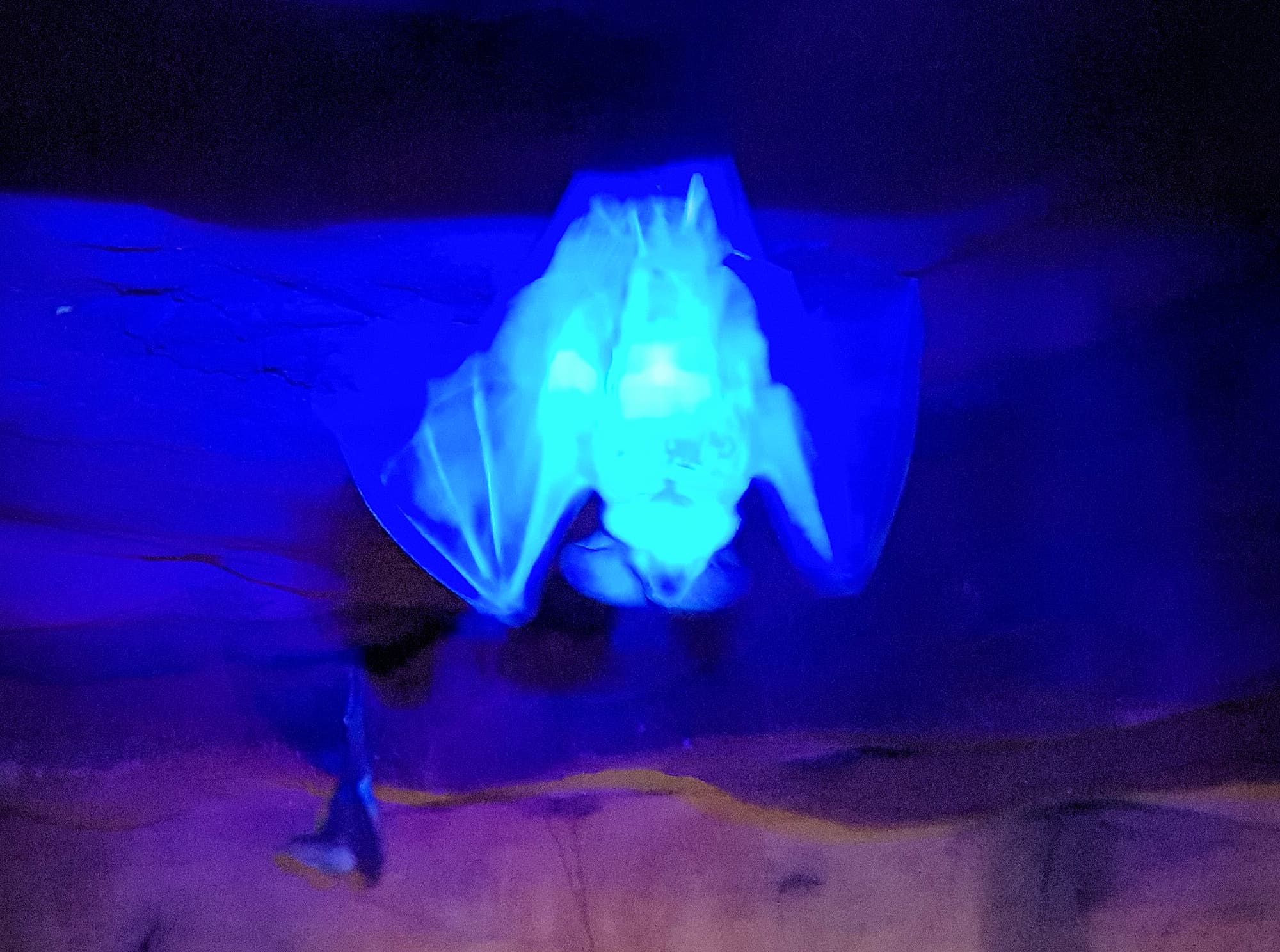 Ghost Bat – Ausemade