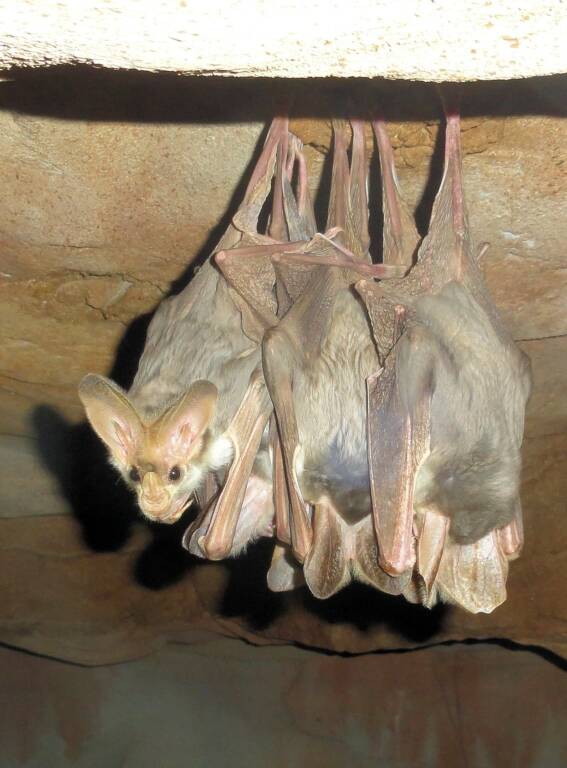 Ghost Bat (Macroderma gigas) – Ausemade