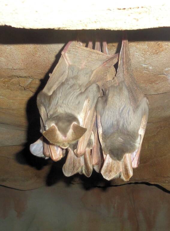 Ghost Bat (Macroderma gigas) – Ausemade