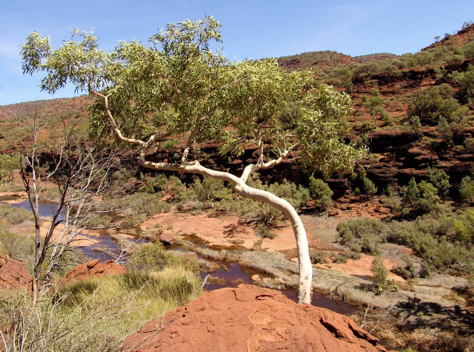 Corymbia aparrerinja (Ghost Gum) – Ausemade