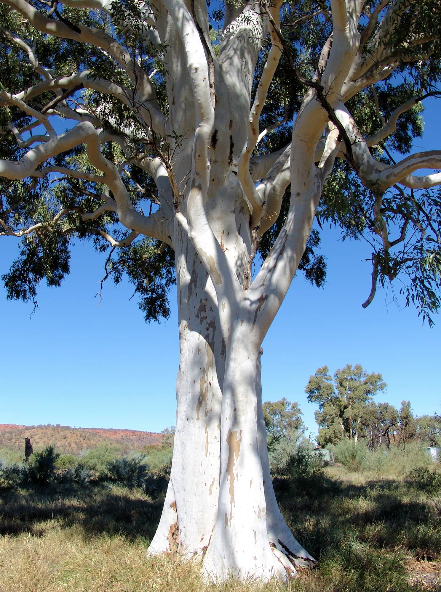 Corymbia aparrerinja (Ghost Gum) – Ausemade