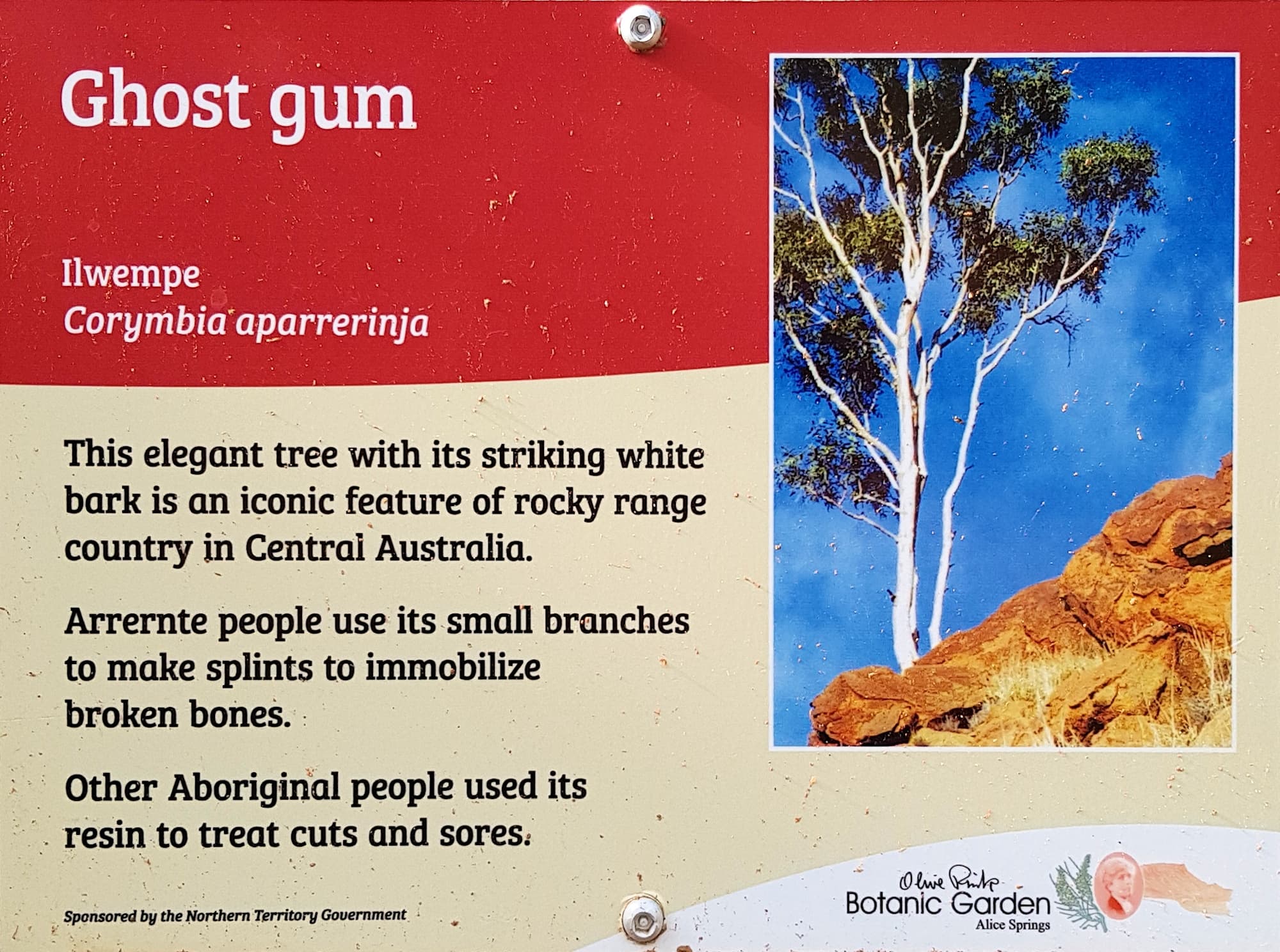 Ghost Gum – Ausemade