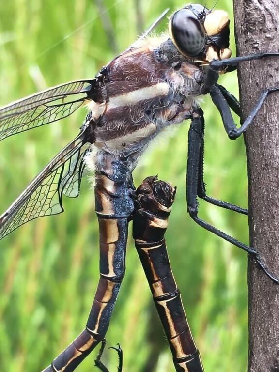 Sex Lives And Dragonflies Ausemade