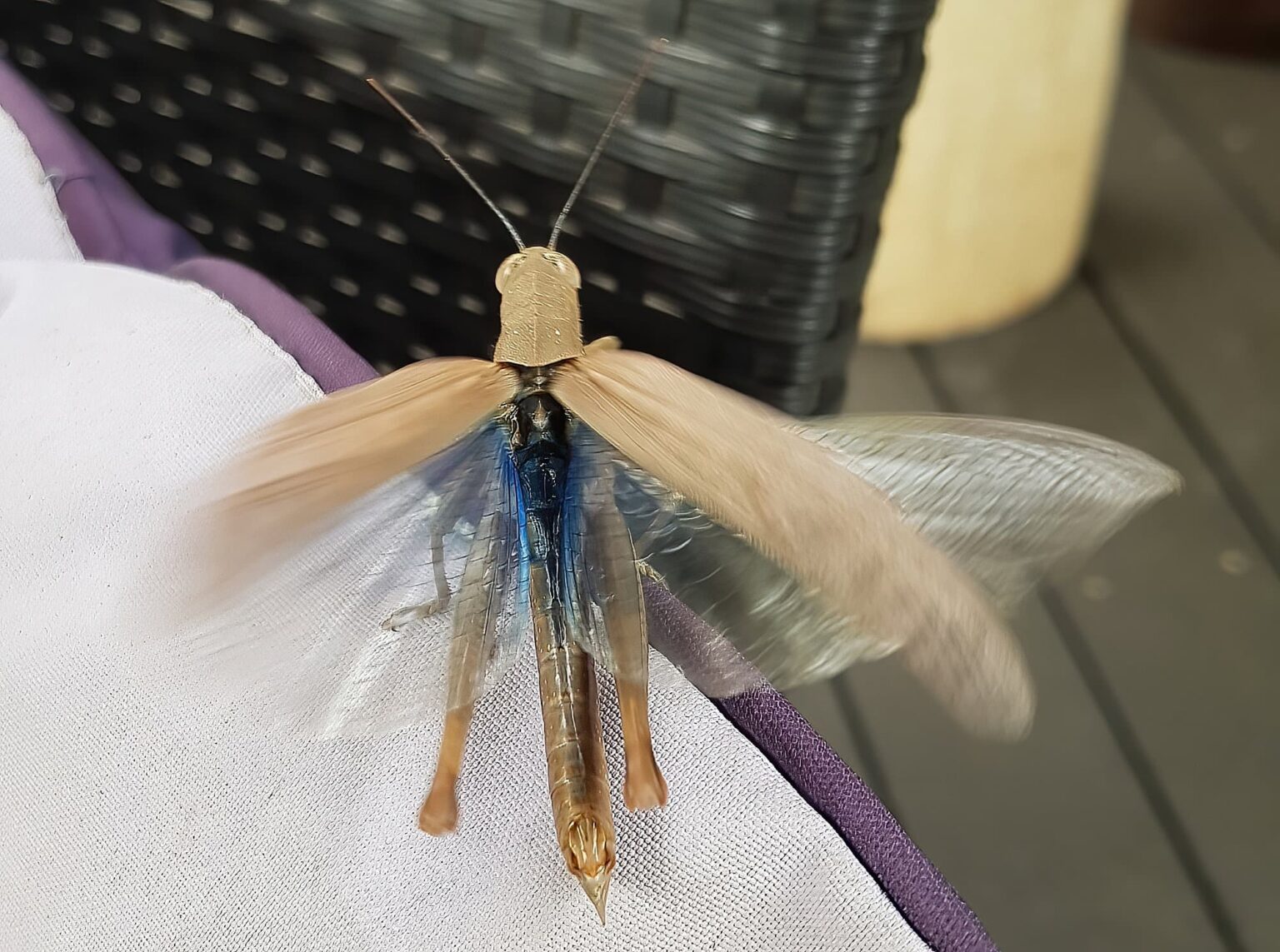 Grasshoppers – Ausemade