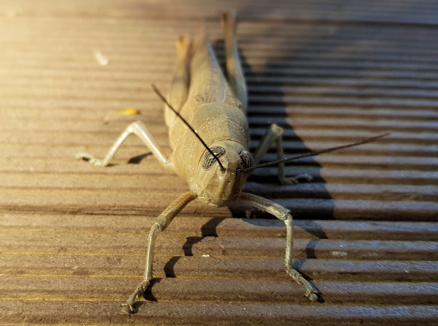 Giant Grasshopper (Valanga irregularis) – Ausemade