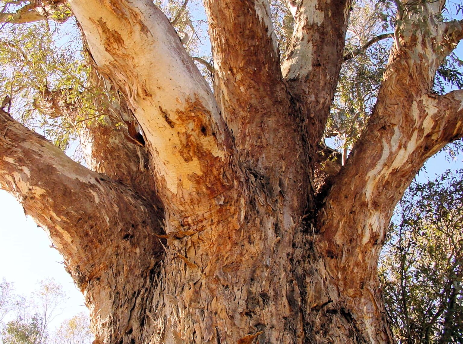 Orroroo – Ausemade