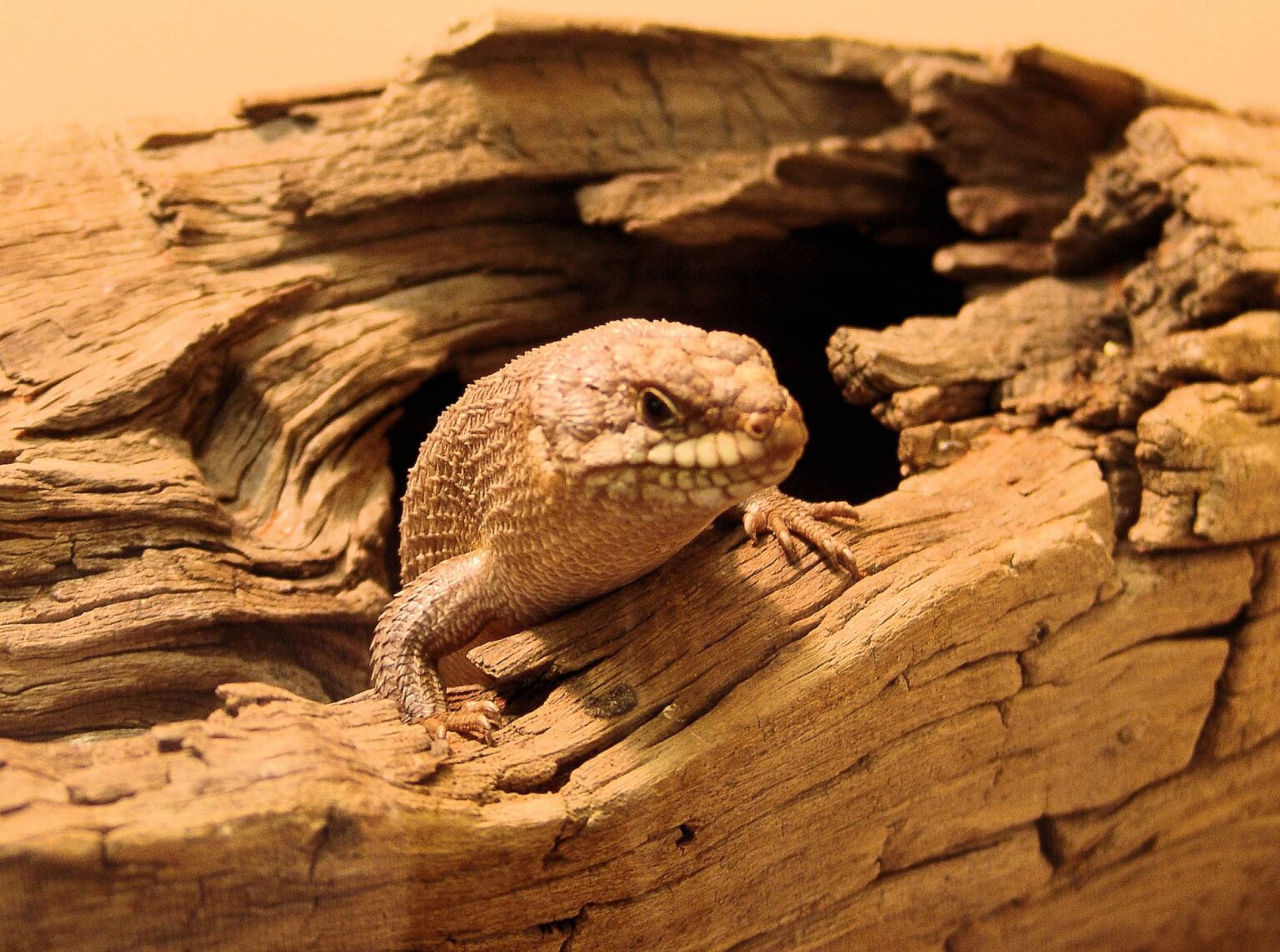 Gidgee Skink – Ausemade
