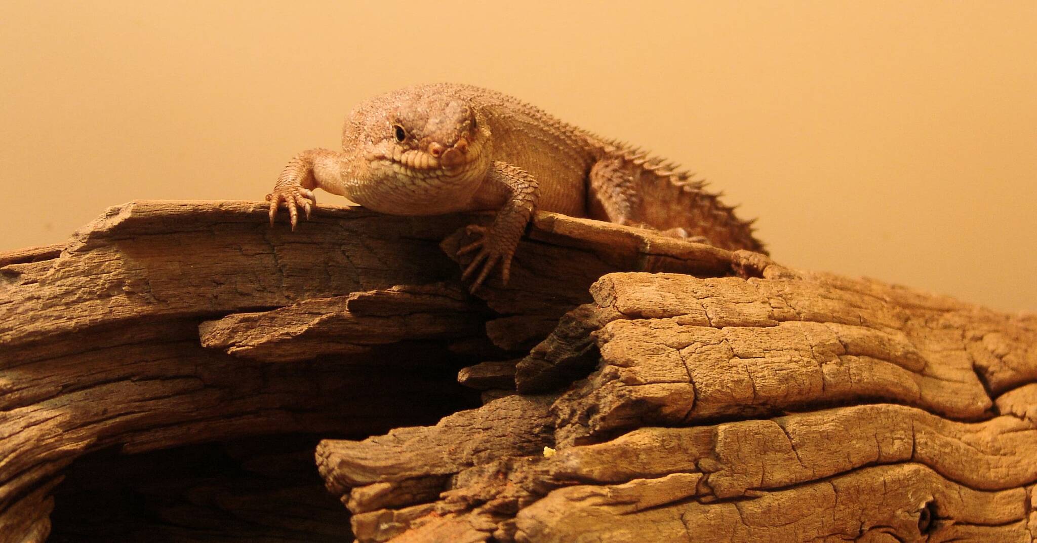 Gidgee Skink – Ausemade