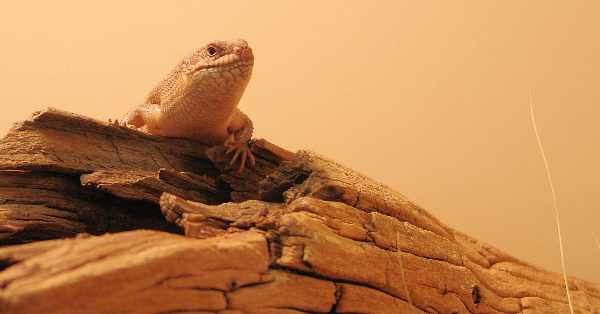 Gidgee Skink – Ausemade