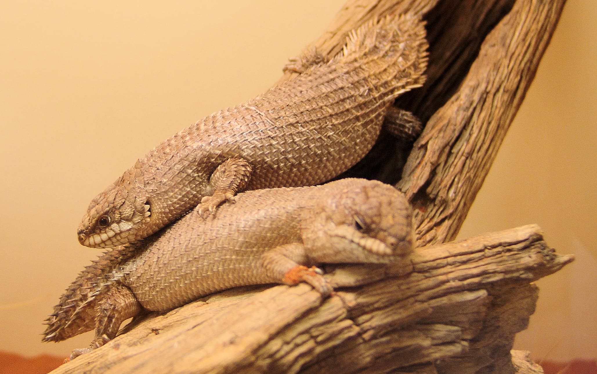 Gidgee Skink – Ausemade