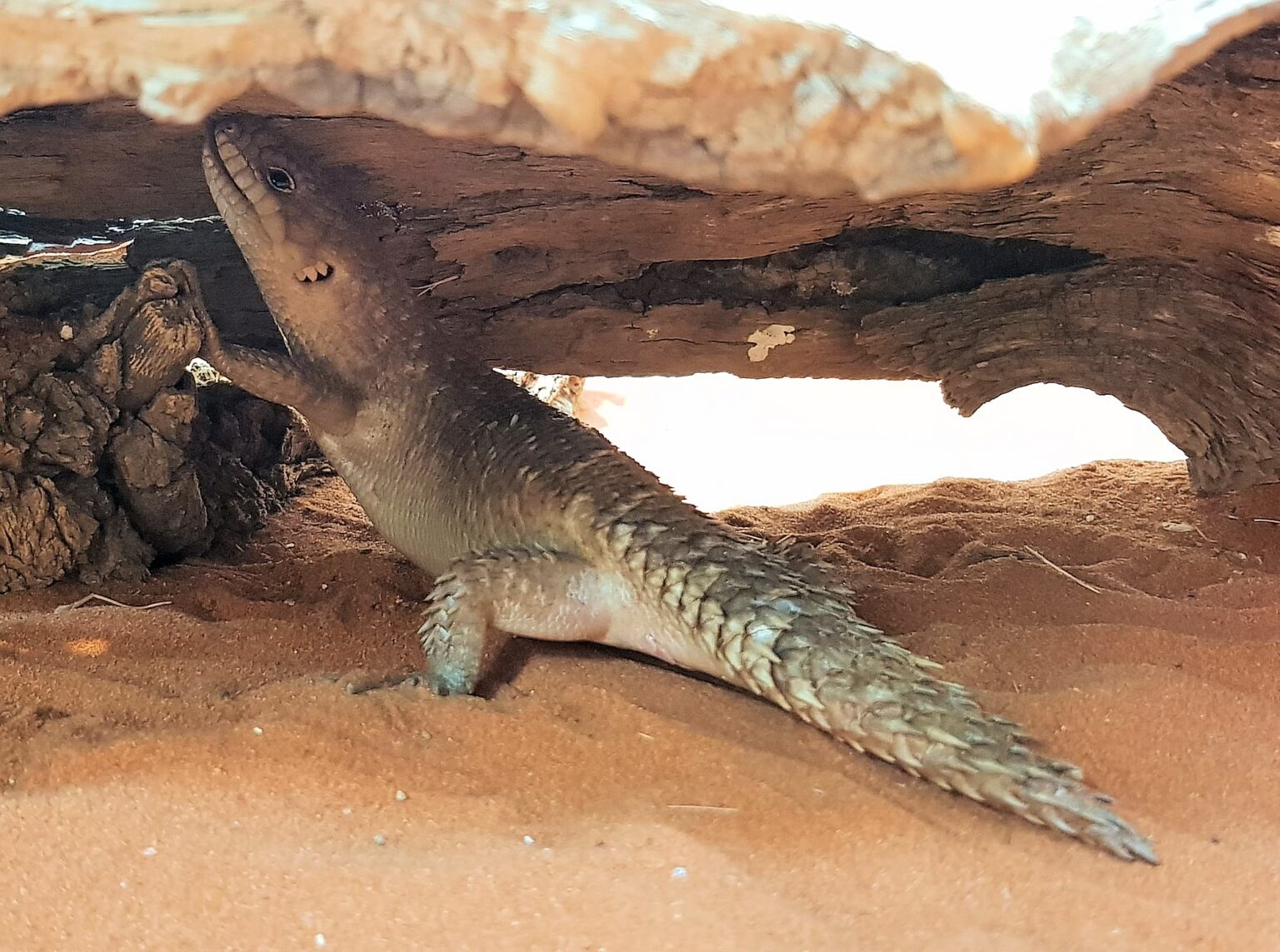 Gidgee Skink – Ausemade