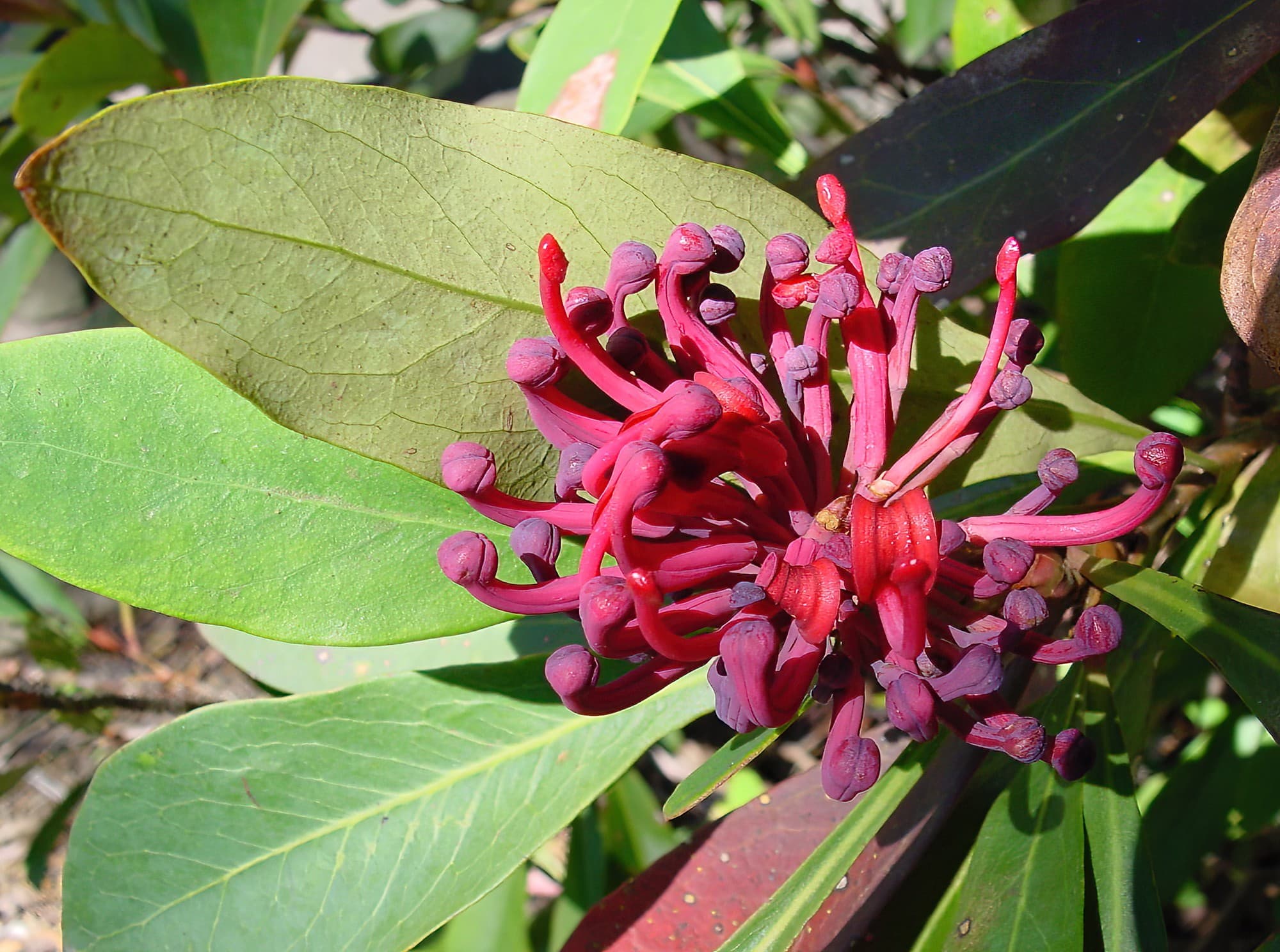 Gippsland Waratah (Telopea oreades) – Ausemade