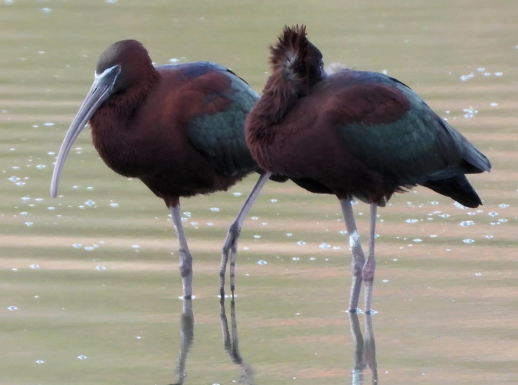 Glossy Ibis at the Ponds – Ausemade