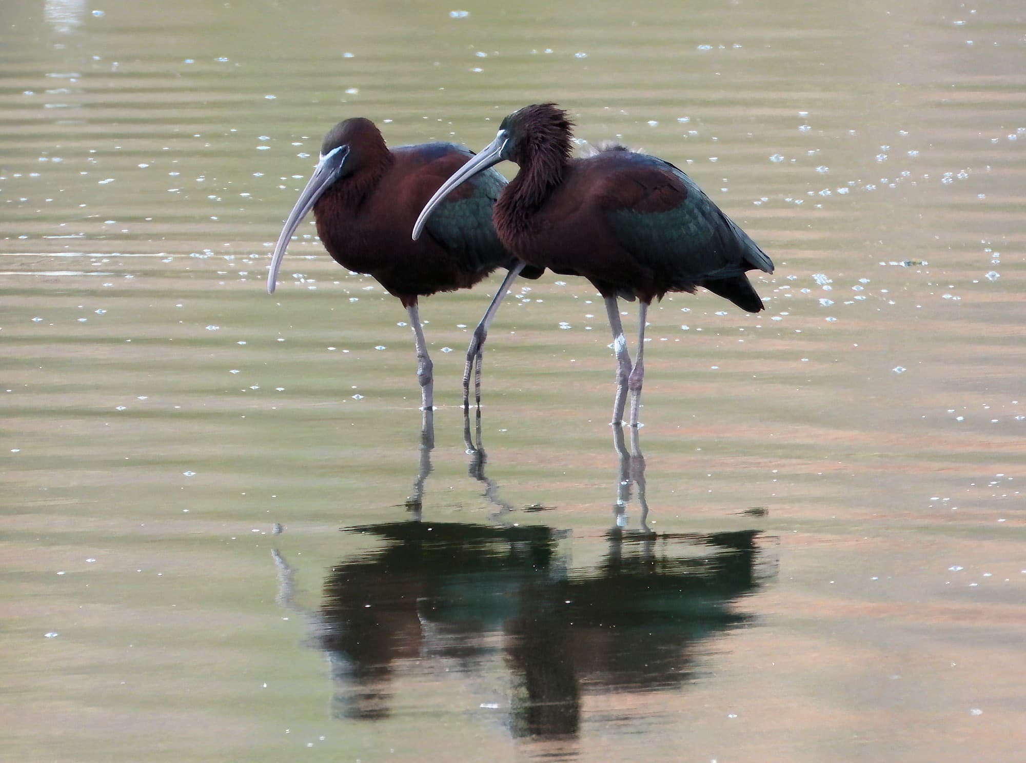 Glossy Ibis at the Ponds – Ausemade