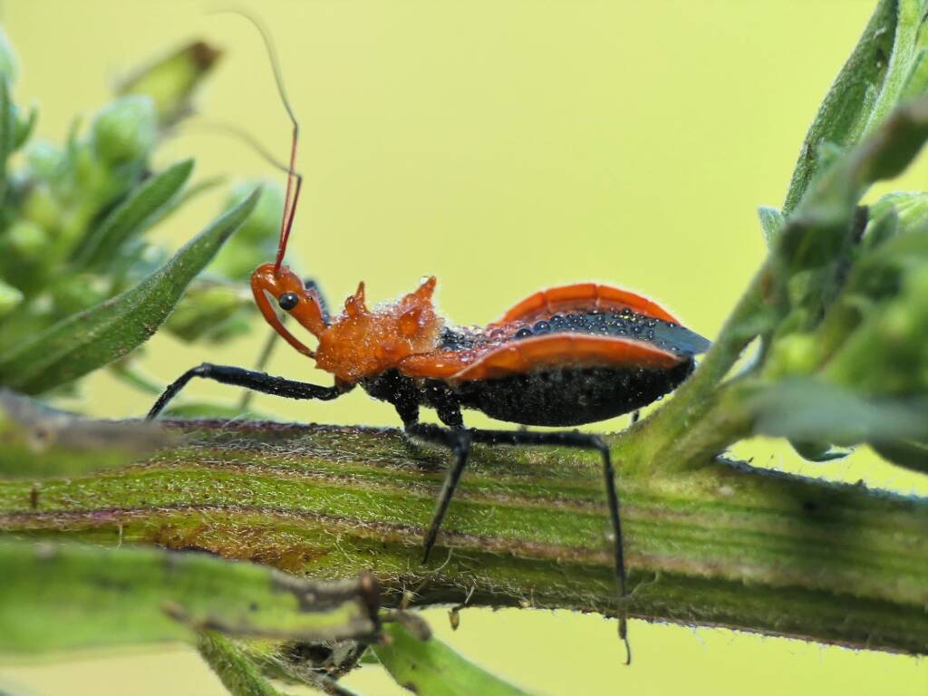 Orange Assassin Bug (Gminatus australis) – Ausemade