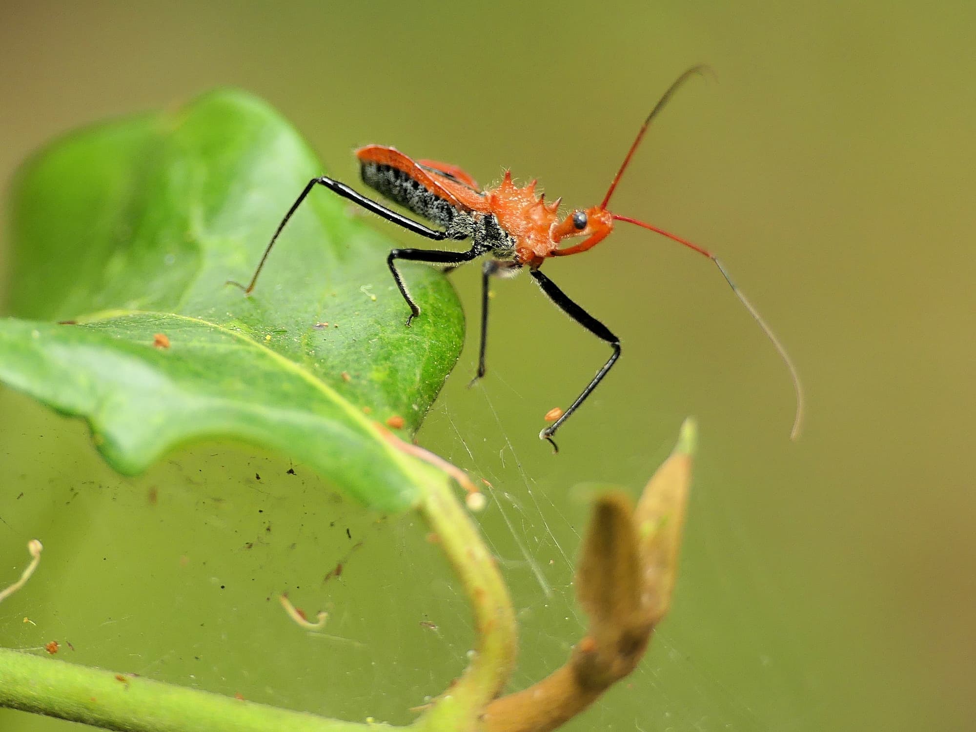 Orange Assassin Bug (Gminatus australis) – Ausemade
