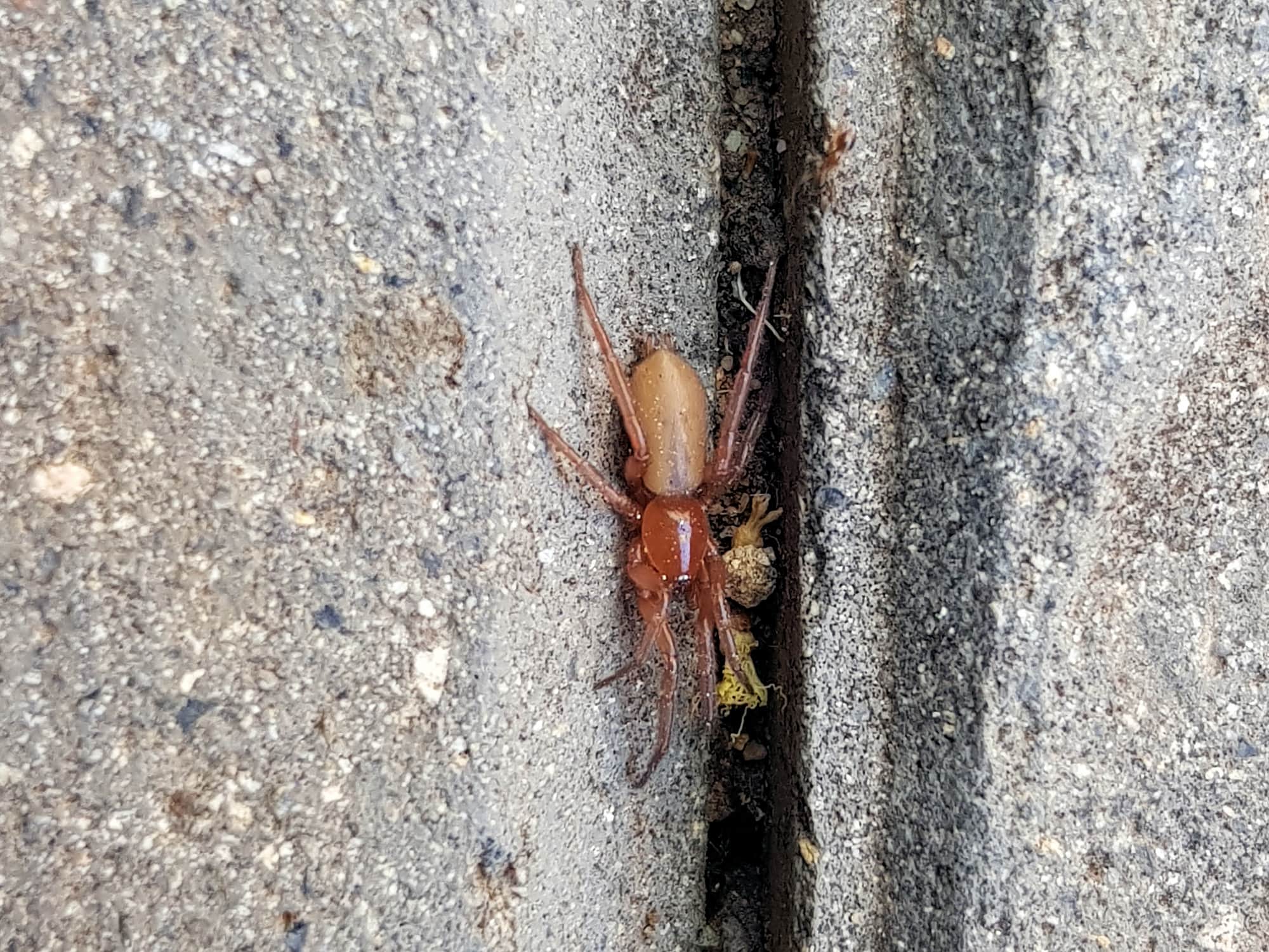 Gnaphosid (Ground Spider) – Ausemade