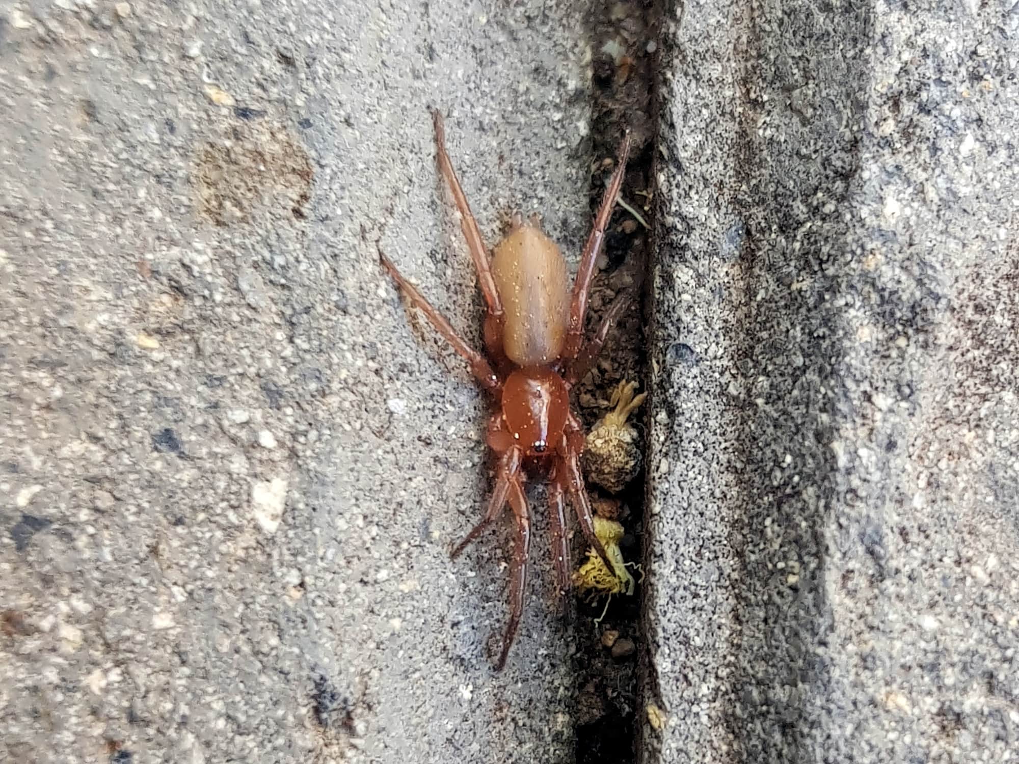 Gnaphosid (Ground Spider) – Ausemade