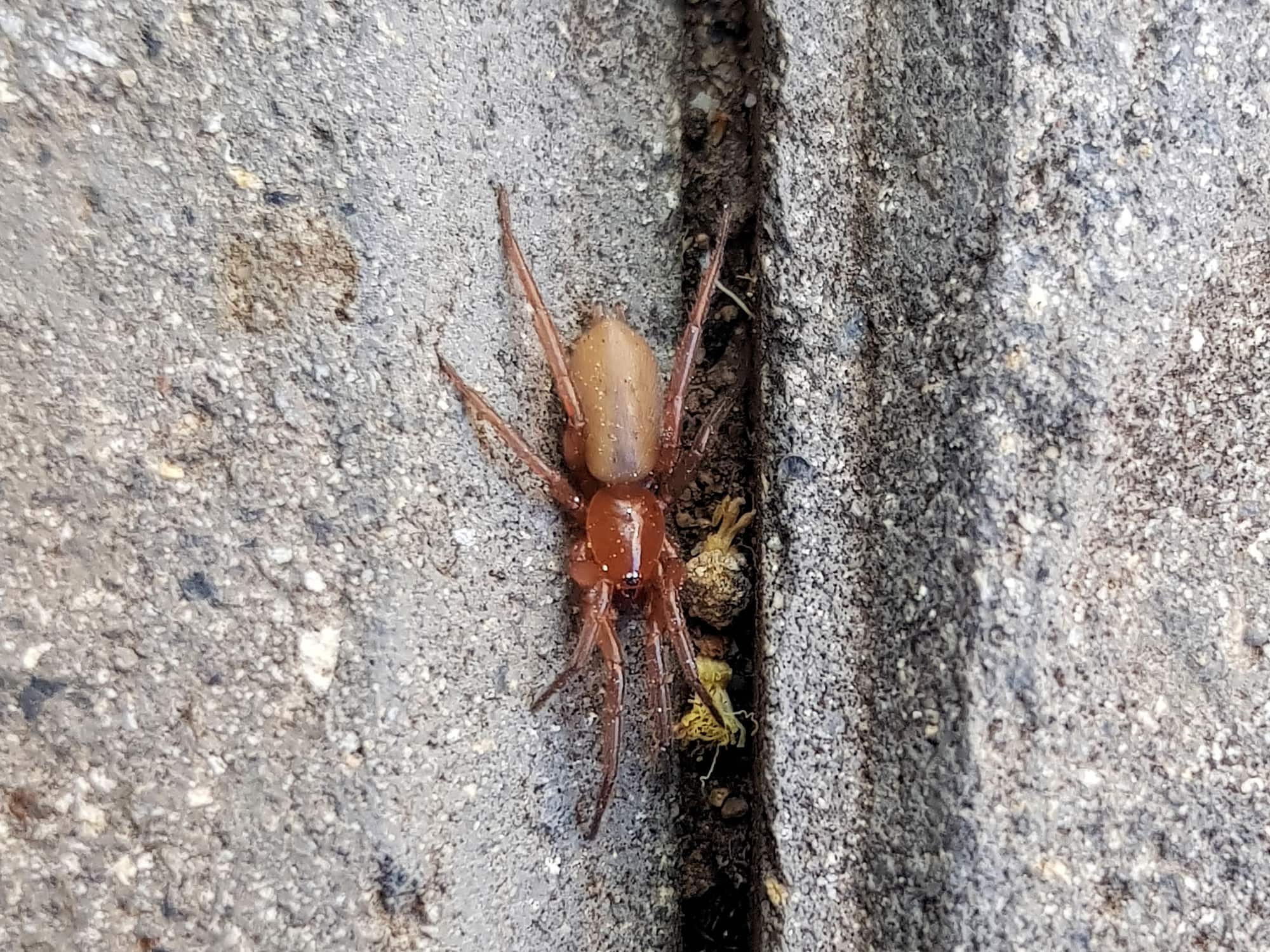 Gnaphosid (Ground Spider) – Ausemade