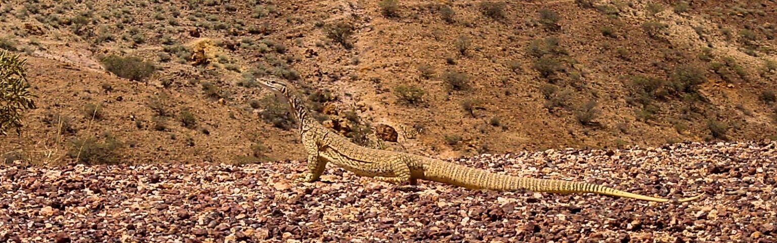 Sand Goanna – Ausemade