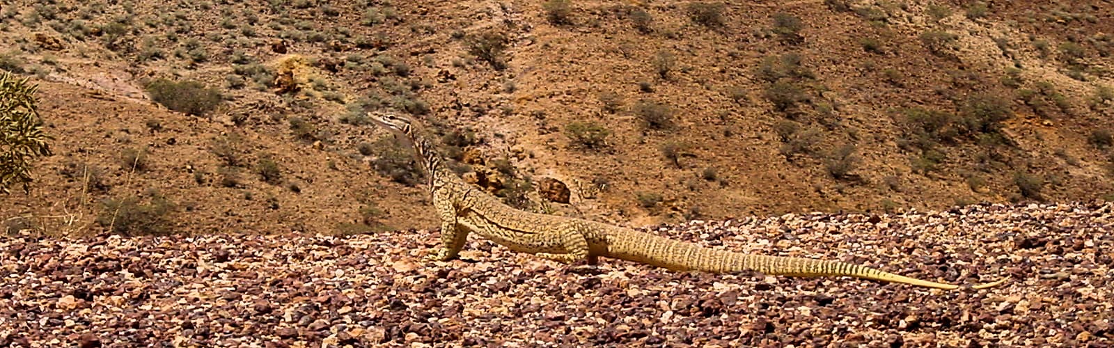 Sand Goanna – Ausemade