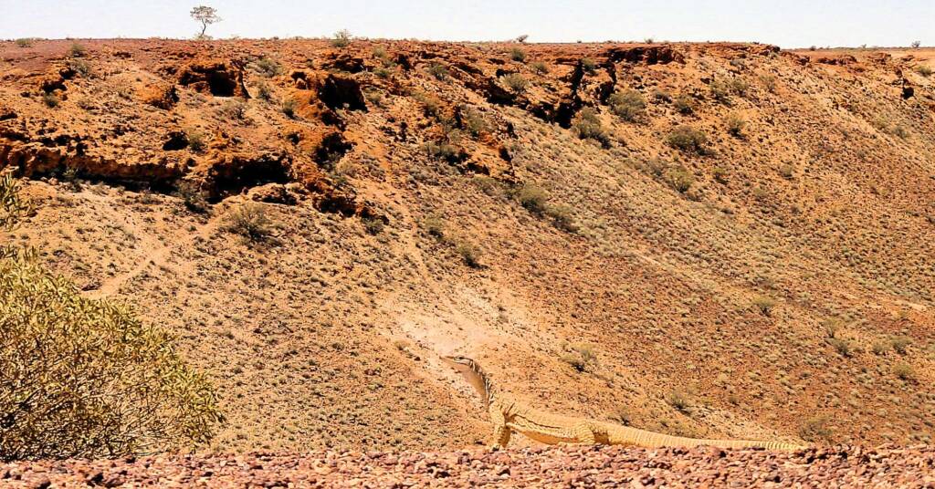 Sand Goanna – Ausemade