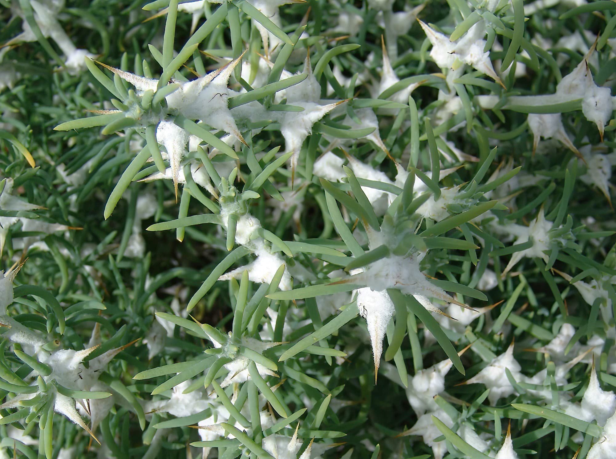 Goatshead Burr (Sclerolaena bicornis) – Ausemade