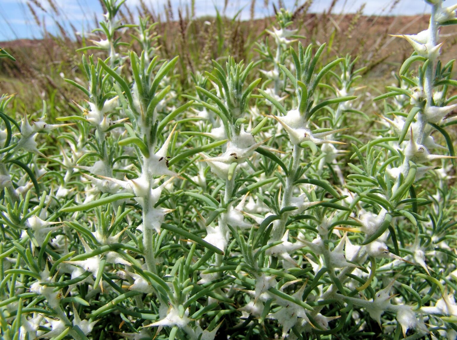 Goatshead Burr (Sclerolaena bicornis) – Ausemade