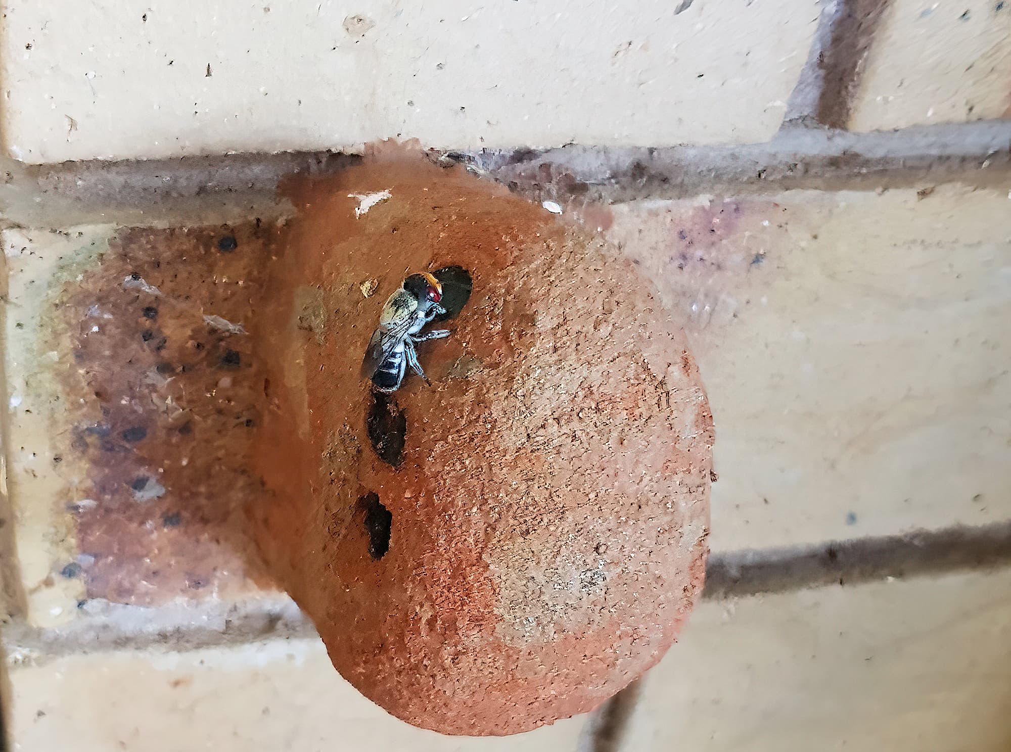 Australian Mud Nest Wasps – Ausemade