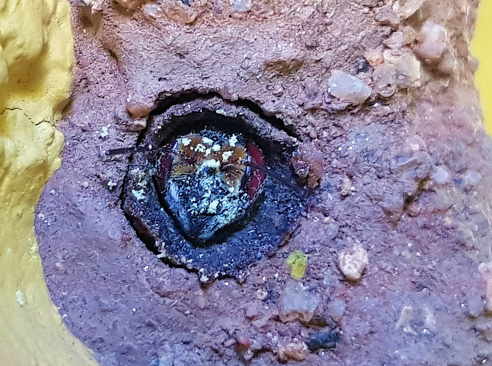 Bee Behaviour – Ausemade