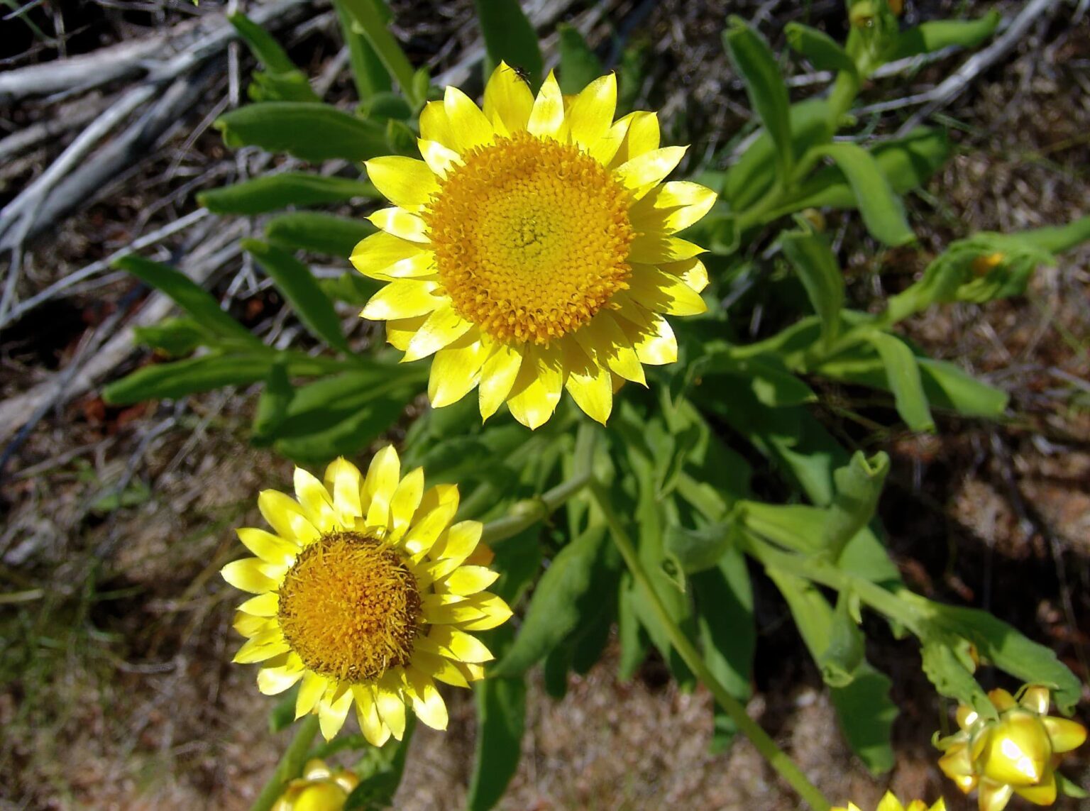 Golden Everlasting – Ausemade