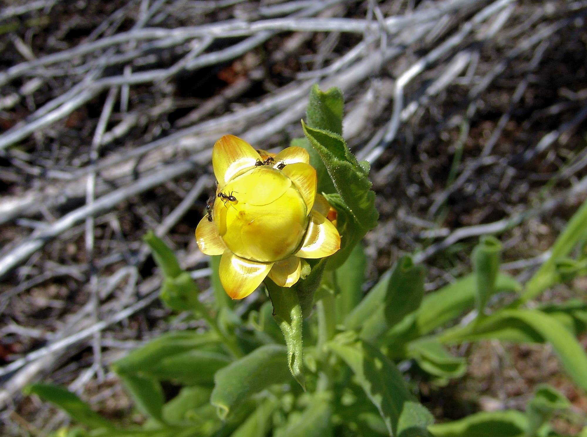 Golden Everlasting (Xerochrysum bracteatum) – Ausemade