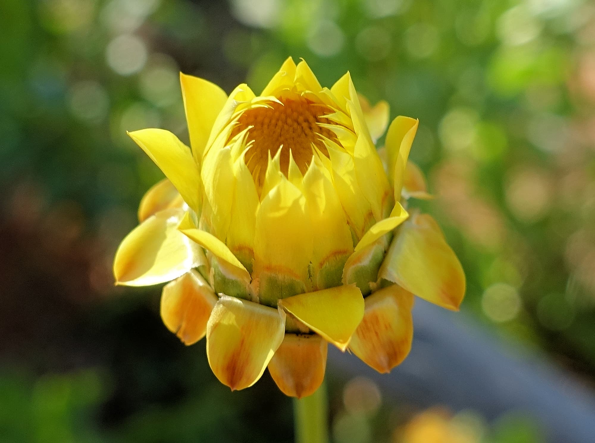 Golden Everlasting – Ausemade