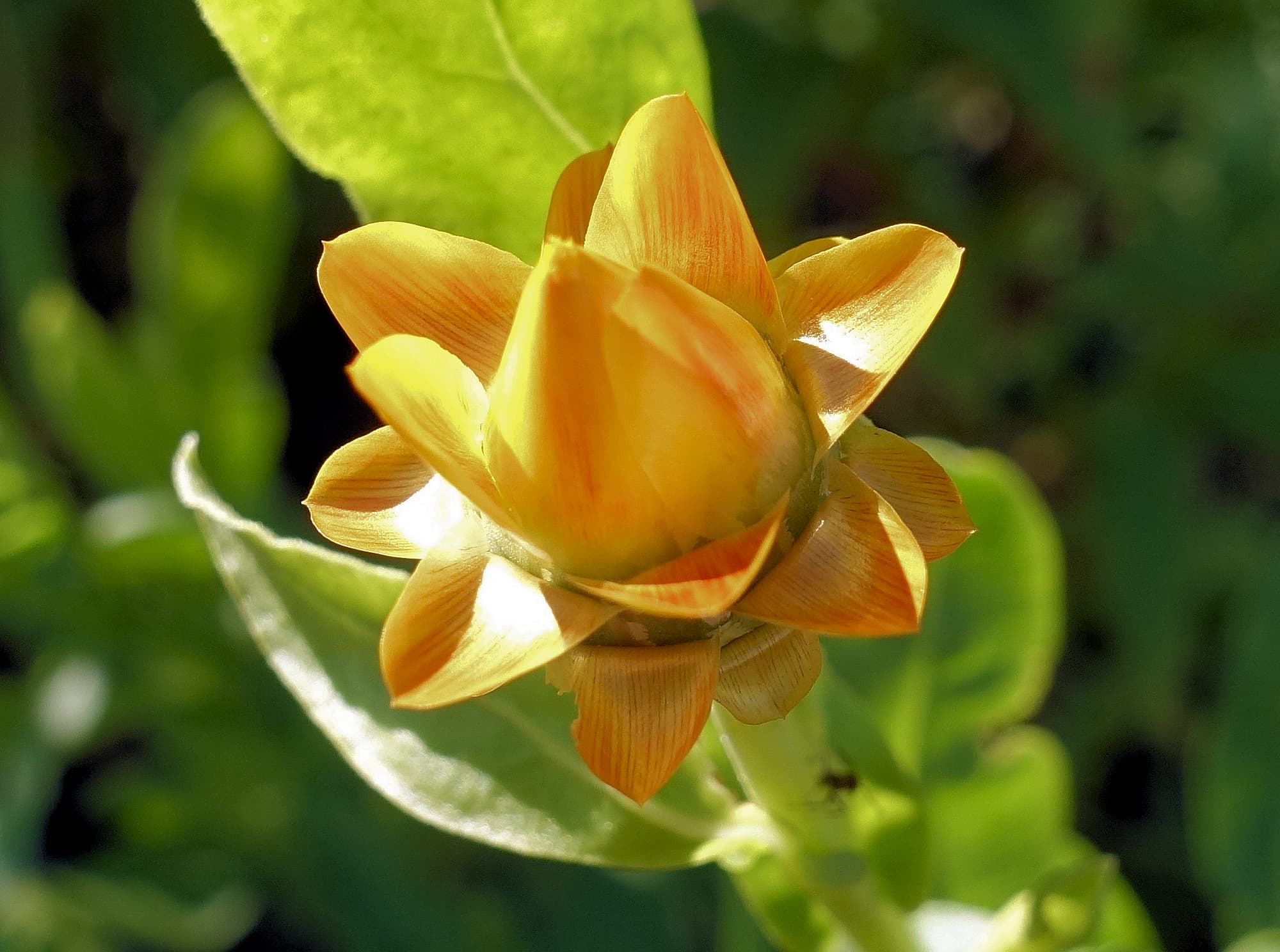 Golden Everlasting – Ausemade