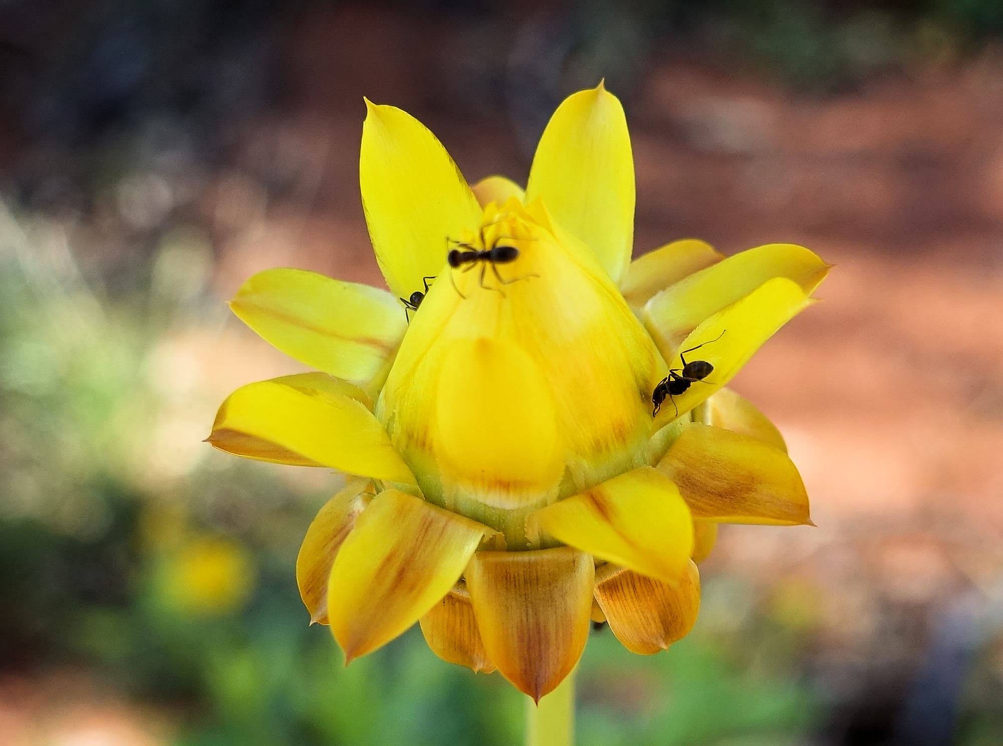 Golden Everlasting – Ausemade