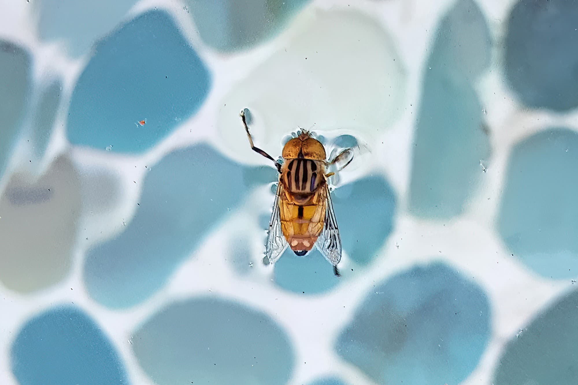 Eristalinus punctulatus – Ausemade