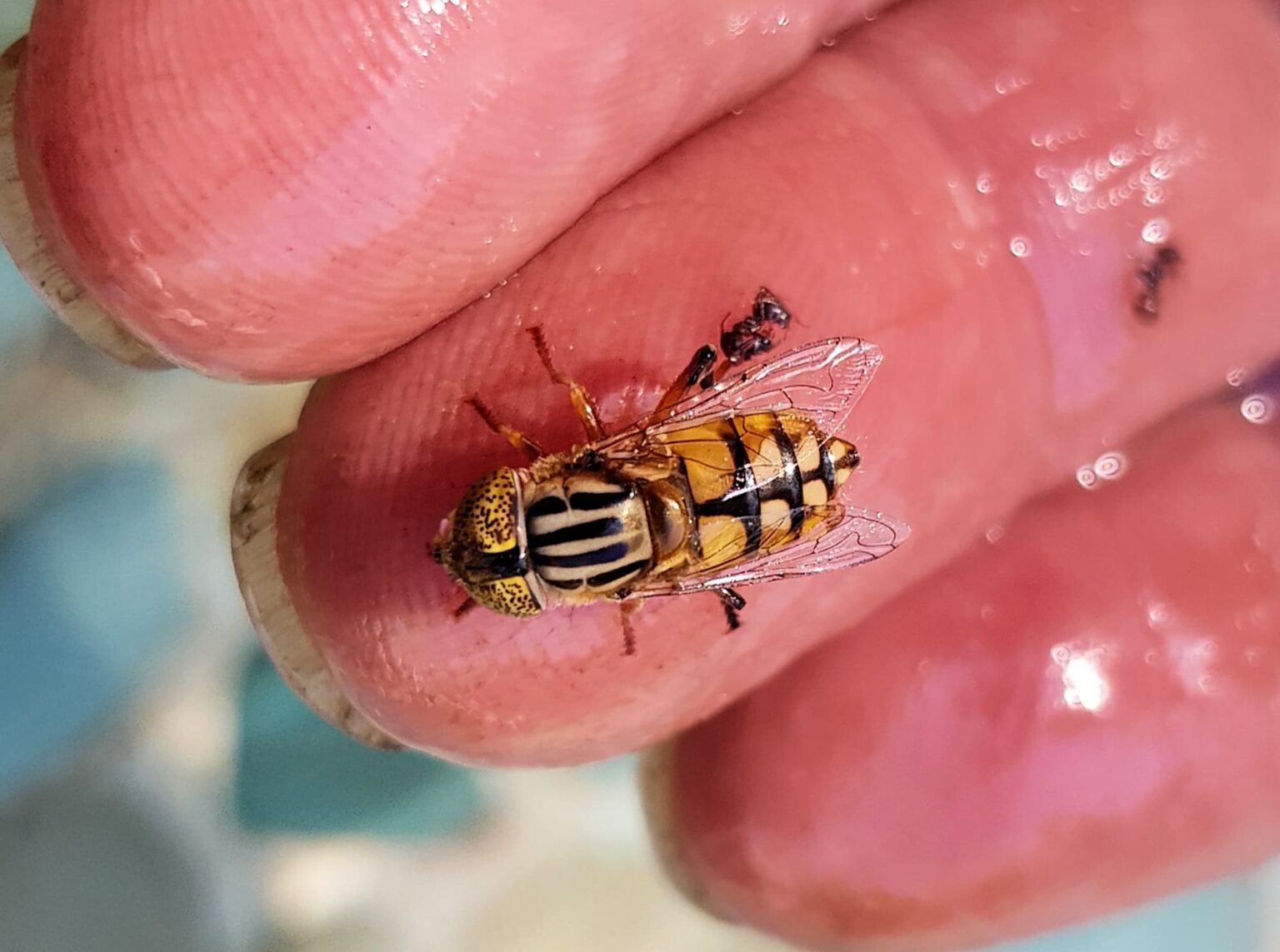 Eristalinus punctulatus – Ausemade