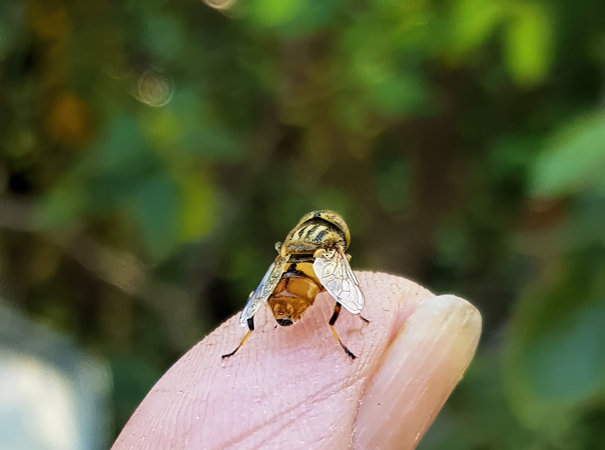 Eristalinus punctulatus – Ausemade
