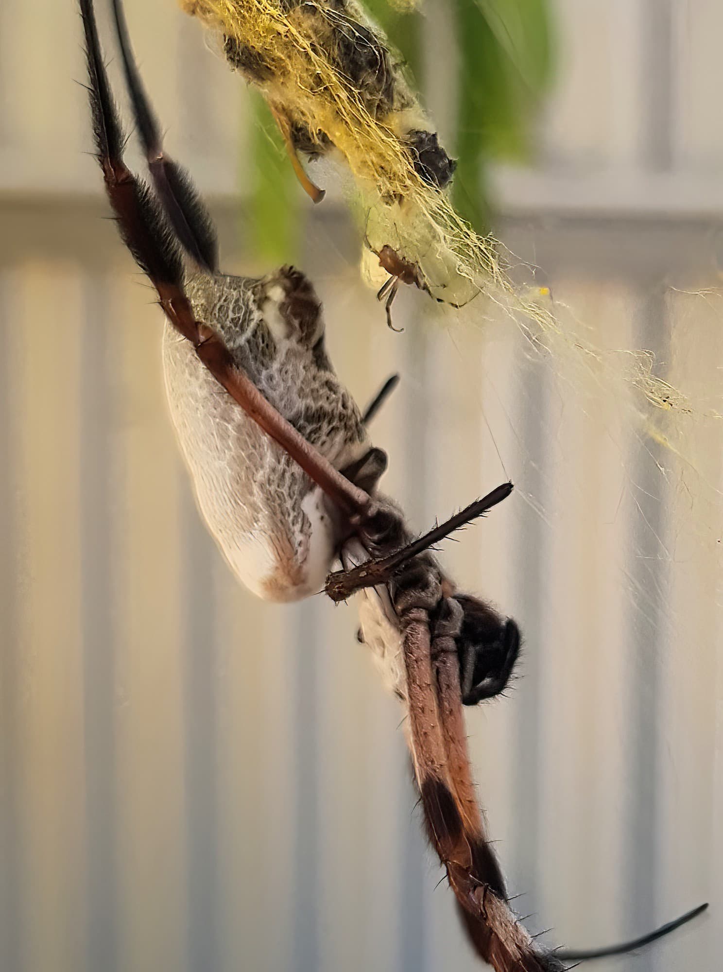 Golden Orb Weaver Web of Sex – Ausemade