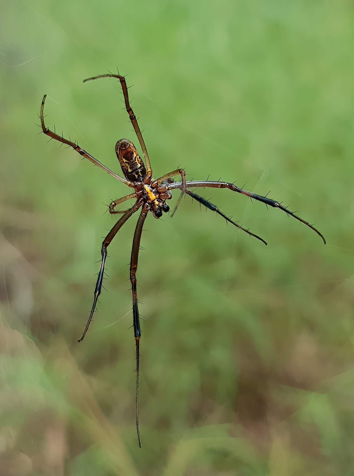 Golden Orb Weaver Dimorphic Males – Ausemade