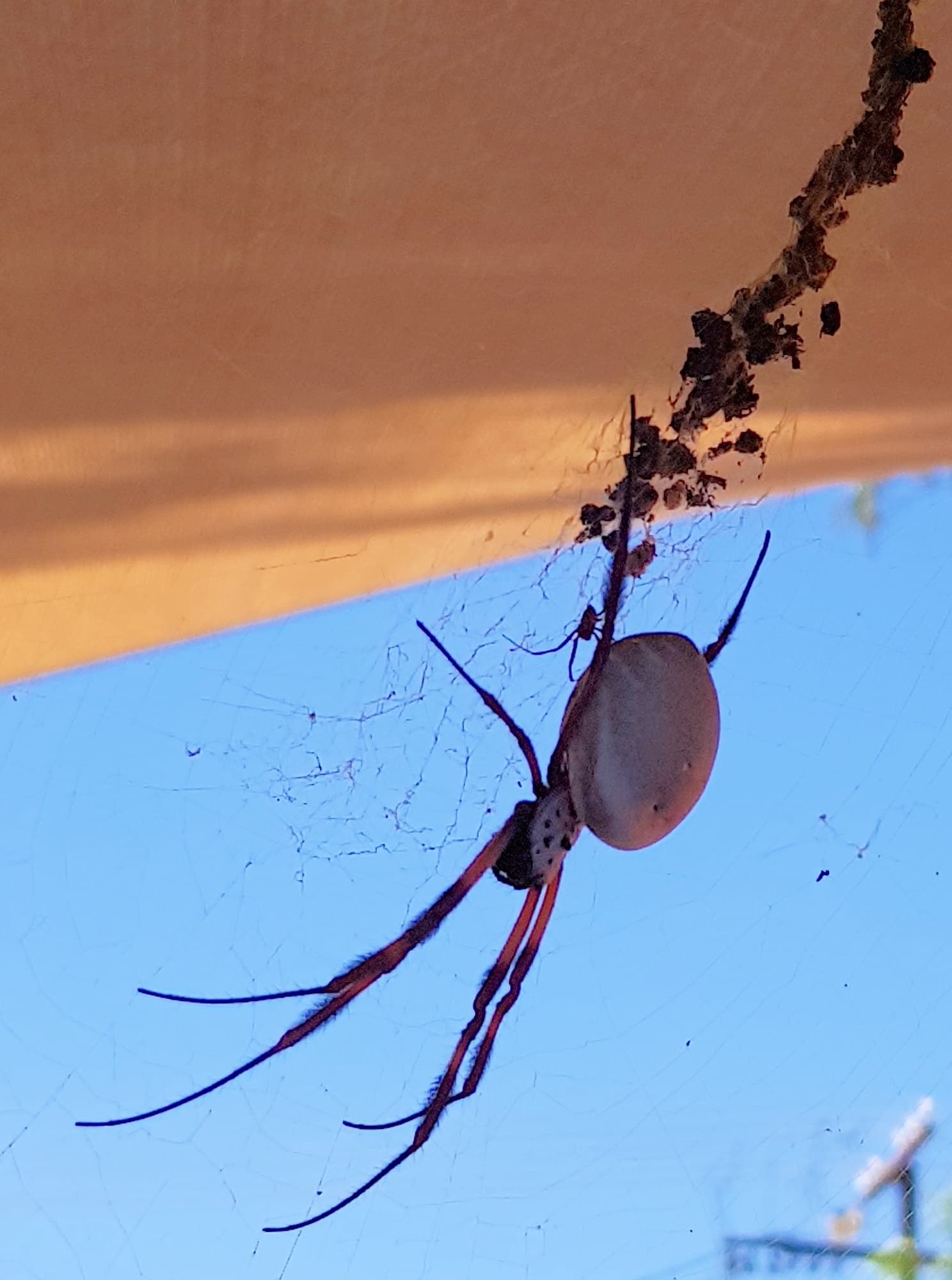 Golden Orb Weaver Web – Ausemade