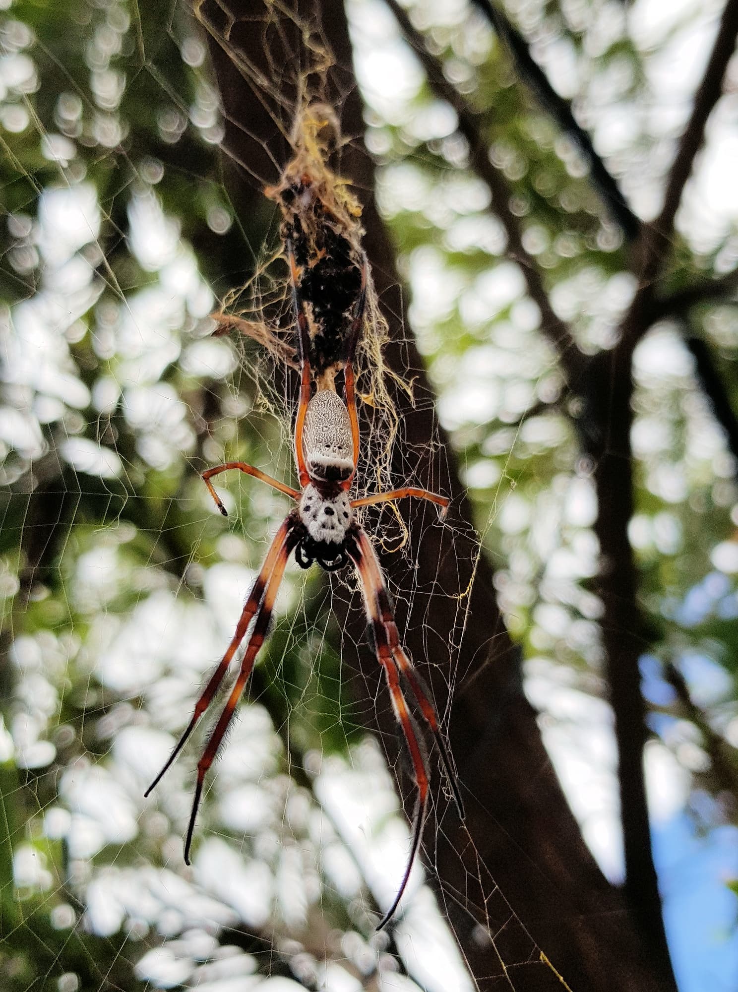 Golden Orb Weaver Web – Ausemade