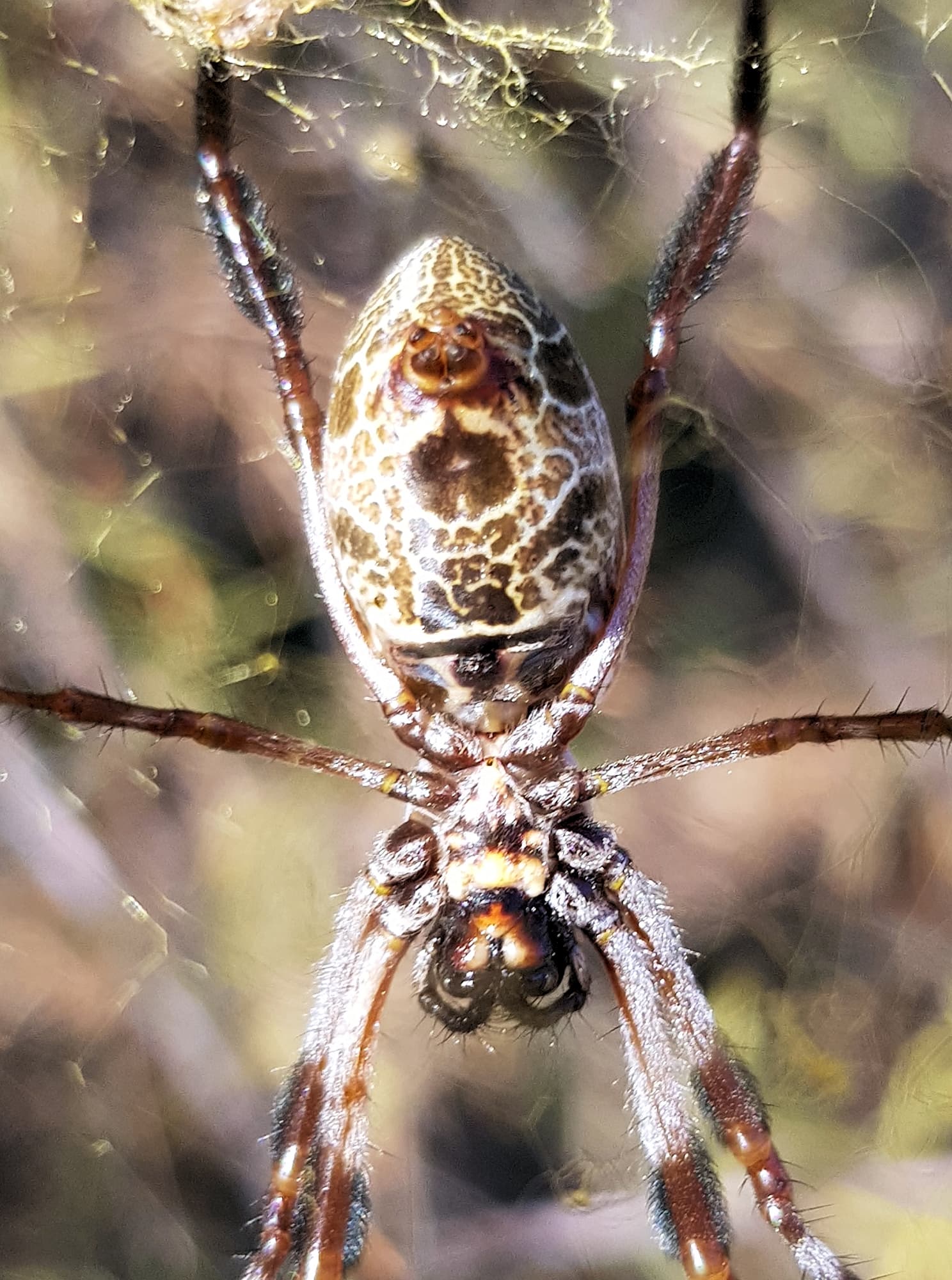 Juvenile to Mature Female Golden Orb Weaver – Ausemade