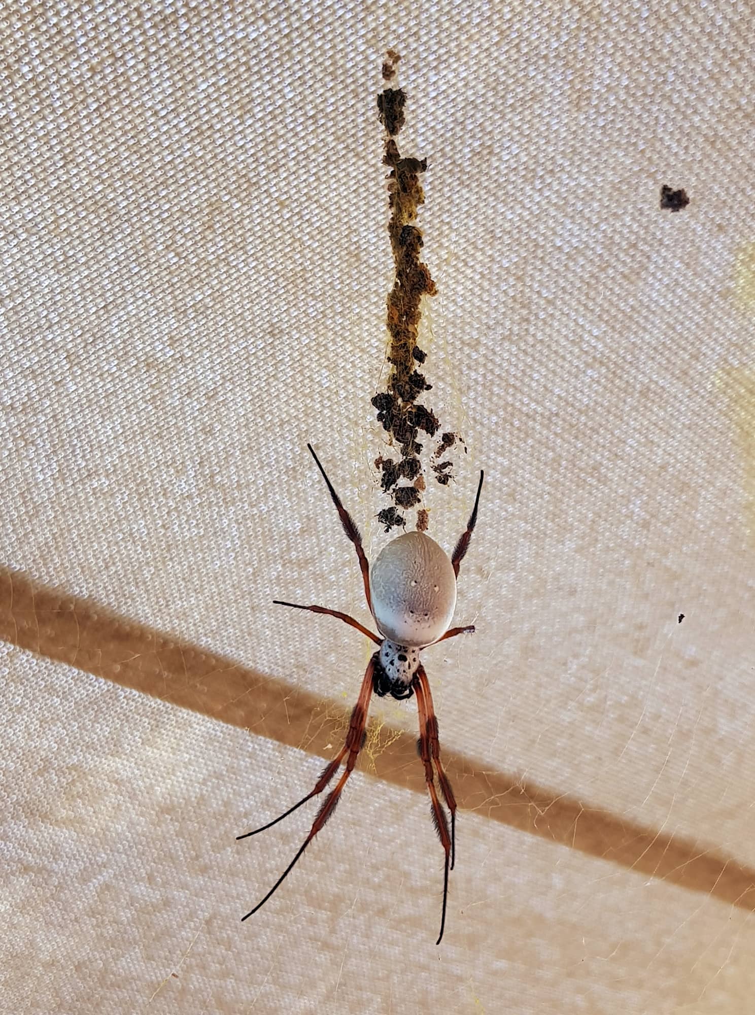 Golden Orb Weaver Web – Ausemade