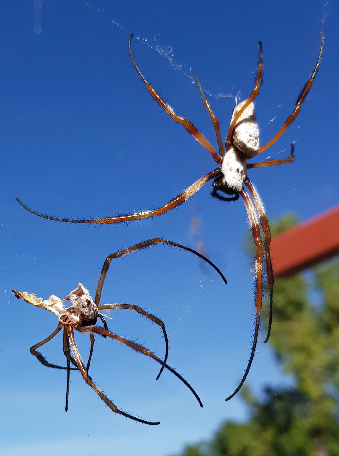 Golden Orb Weaver Moult – Ausemade